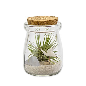 3 Inch Mini Glass Jar DIY Terrarium Kit with Live Tillandsia Ionantha Air Plant, Sand, Colored Sea Glass and Miniature Figurine for Indoor Gardens and Home Décor (Crane)