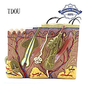 50X TDOU 35/50/70 Times Human Big Anatomical Skin Magnified Tissue Structure Model with Hair 35X/50X/70X Enlarged for Biology Minimally Invasive Cosmetic Surgery Teaching Models(50X)