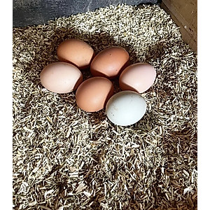 Eaton Pet and Pasture, Naturally Grown Hemp Pet Bedding for Chickens, Nesting Boxes, Rabbits, Hamsters, Small Pets, Highly Absorbent, Hypoallergenic, Eco-Friendly, Farmer Owned 28L