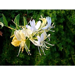 David Home Garden Honeysuckle Seeds|25 Honeysuckle Seeds for Planting|Fragrant Honeysuckle Plant Seeds Fast Growing