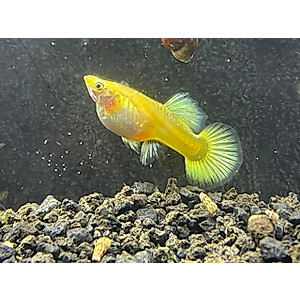 Live Guppies - Guppy Pair (2) Pack Assorted Color Live Aquarium Guppy Fish - 1 Male, 1 Female