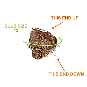 Garden State Bulb Mixed Caladium Bulbs, Bare Roots (Bag of 20)