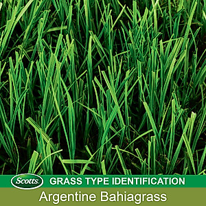 Scotts Turf Builder Grass Seed Argentine Bahiagrass, Excellent Heat & Drought Resistance, 10 lbs.