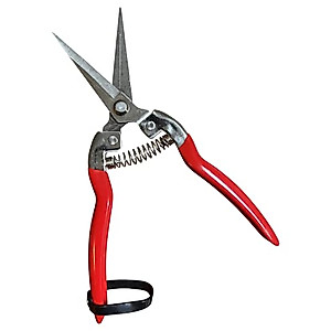 Garden Guru Straight Stainless Steel Pruner Pruning Shears Clippers Snips – Sharp Bonsai Plant Trimming Scissors – Straight Blade Garden Scissors Tool – Great for Roses Flowers Herbs Fruits