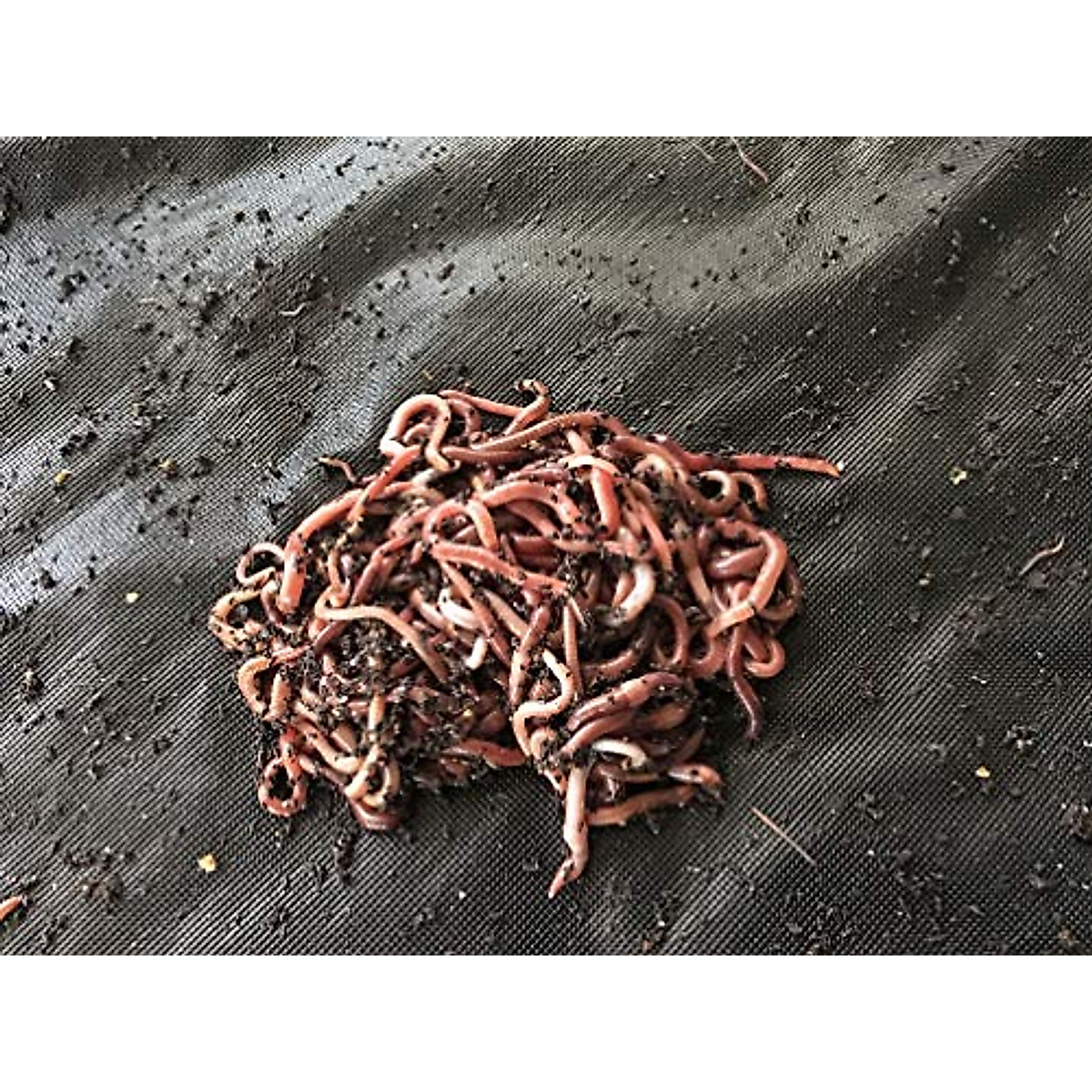 Worms Red Wiggler Composting 2 Pounds