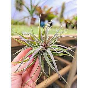 Air Plants - 1 Aeranthos - 3 to 5 Inch Air Plant - Color & Form Varies by Season - 30 Day Guarantee on Tillandsia from The Drunken Gnome (1, One Size 3-5")