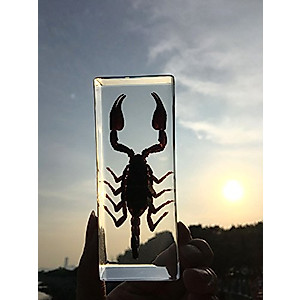 FUNSXBUG Real Black Scorpion Paperweights Specimen for Science Education Paperweight for Book for Office for Desk(4.4x1.6x1.1)