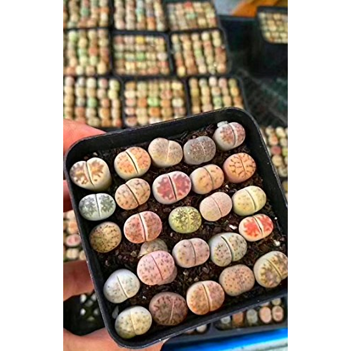 Micro Landscape Design Lithops 25 Seeds with High Germination Freshly Harvest with Mini Live Lithops and Germination Kit (Lithops Seed Mix + Mini Plant + Kit)