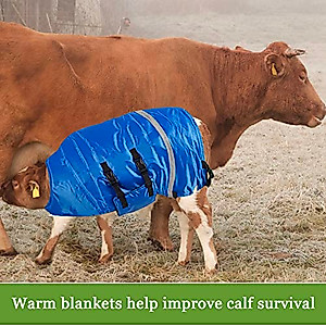 2 Packs Calf Blanket Livestock, Calf Blanket for Cold Weather Windproof and Waterproof, Calf Blanket Winter for Keeping Cow Warmming Thickened Belly Protection Blue