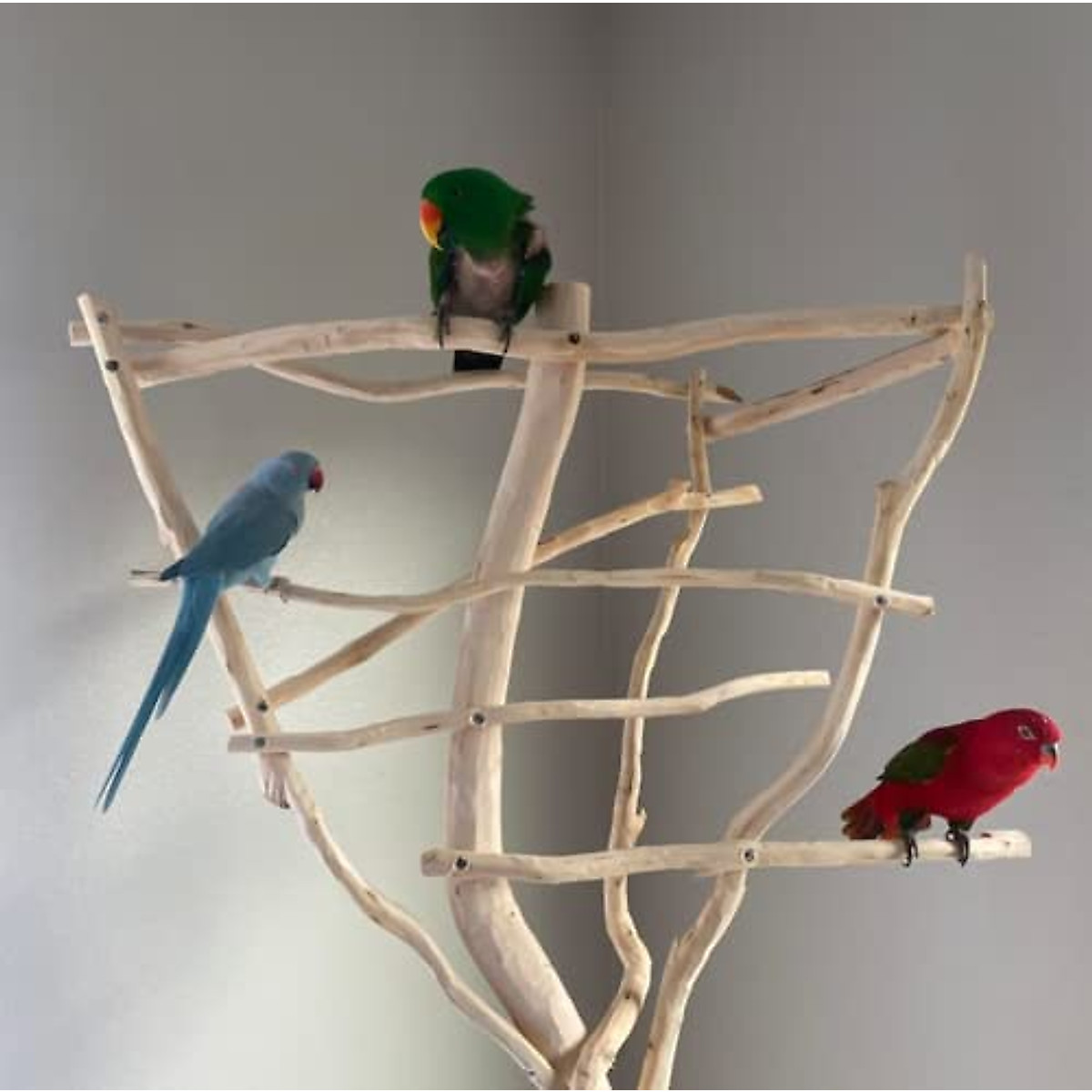 Exoticdad Parrot Stand - Reptile Birds Perches For Parrots - Wood Perches Stand For Parrot - Uniquely Sanded ,Custom Made Designed For Parrots, Cockatoo, Parakeets- 2ft x 3ft Base and 5.5-6ft Height
