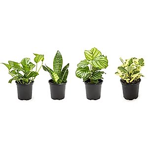 Essential Houseplant Collection (4PK) Live Plants Indoor Plants Live Houseplants in Plant Pots, Easy House Plants Indoors Live, Snake Plant, Pothos in Potting Soil, Clean Air Plants by Plants for Pets