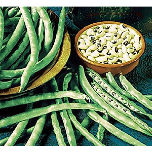 David's Garden Seeds Southern Pea (Cowpea) California Blackeye (Green) 100 Non-GMO, Heirloom Seeds