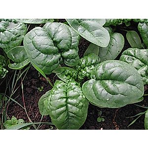600 Bloomsdale Long Standing Spinach Seeds Heirloom Non GMO 7+ Grams Garden Vegetable Bulk Survival, Green
