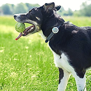 SureFlap Animo Activity Tracker and Behavior Monitor for Dogs, .06 LB