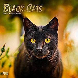Black Cats | 2024 12 x 24 Inch Monthly Square Wall Calendar | Foil Stamped Cover | BrownTrout | Animals Kittens Feline