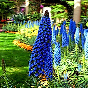 Pride of Madeira Flower Seeds Echium fastuosum Blue Tower of Jewels Garden Plant (20 Seeds)