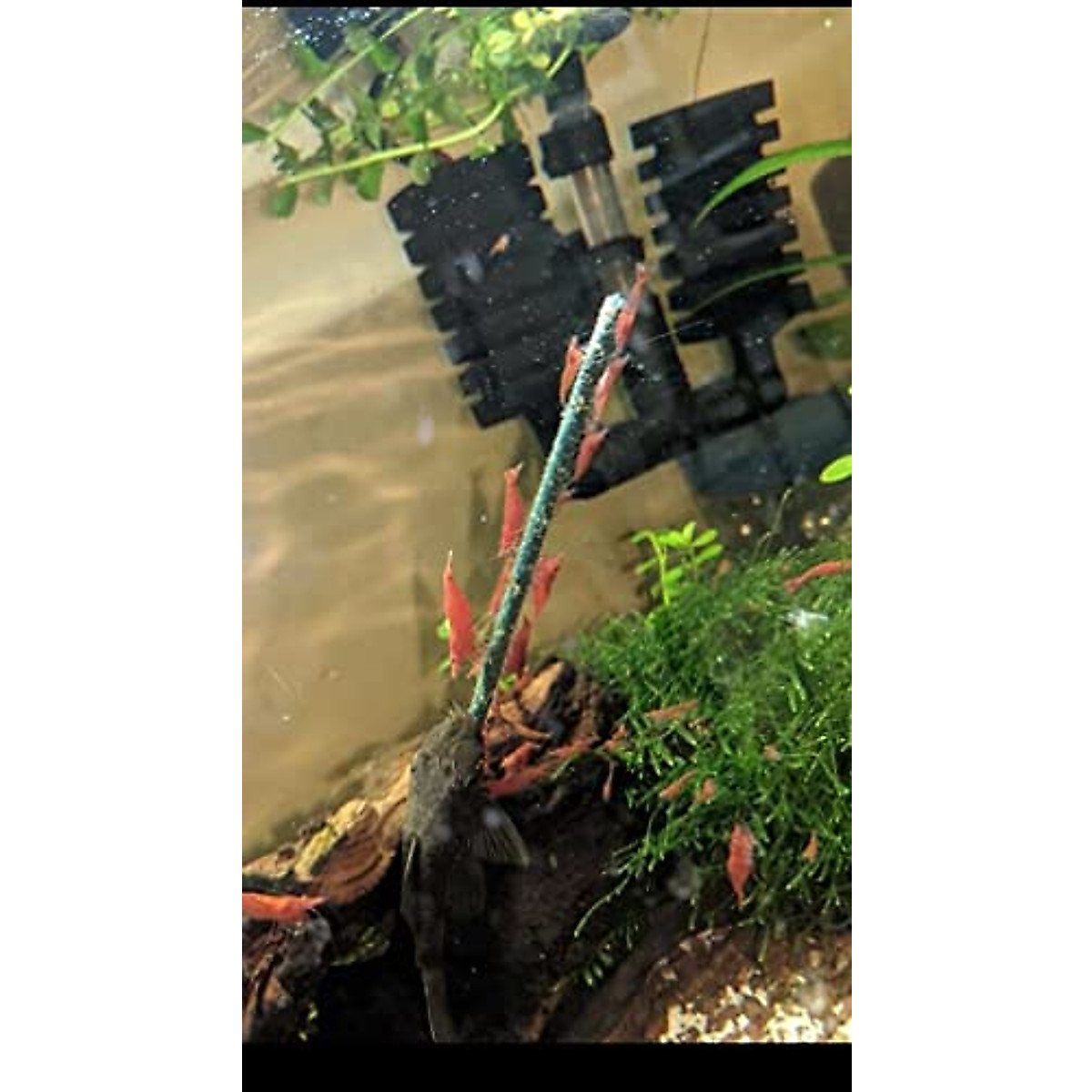 Shrimptastic Aquatics Shrimp Lolly Combo Pack