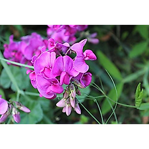 NOTSWOH—Sweet Peas Flower Seed Vine Mix - 300 Seeds—Garden&Outdoor