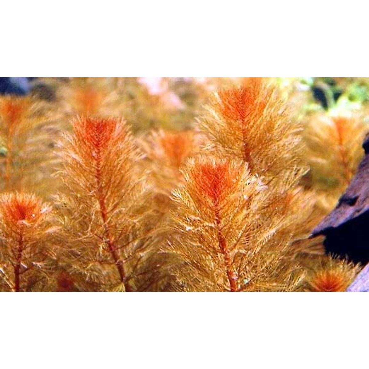 Marcus Fish Tanks Red Myrio Myriophyllum Heterophyllum Foxtail Watermilfoil Live Aquarium Plants