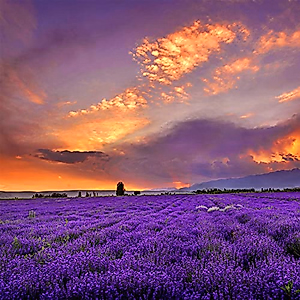 5000+ Provence Lavender Seeds Non-GMO Heirloom Garden Home for Planting, Blue