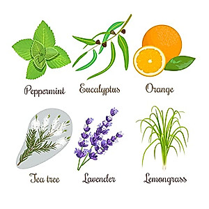 Essential Oils Garden Seed Kit - Grow Peppermint, Tea Tree, Lavender, Eucalyptus, Lemongrass, Orange