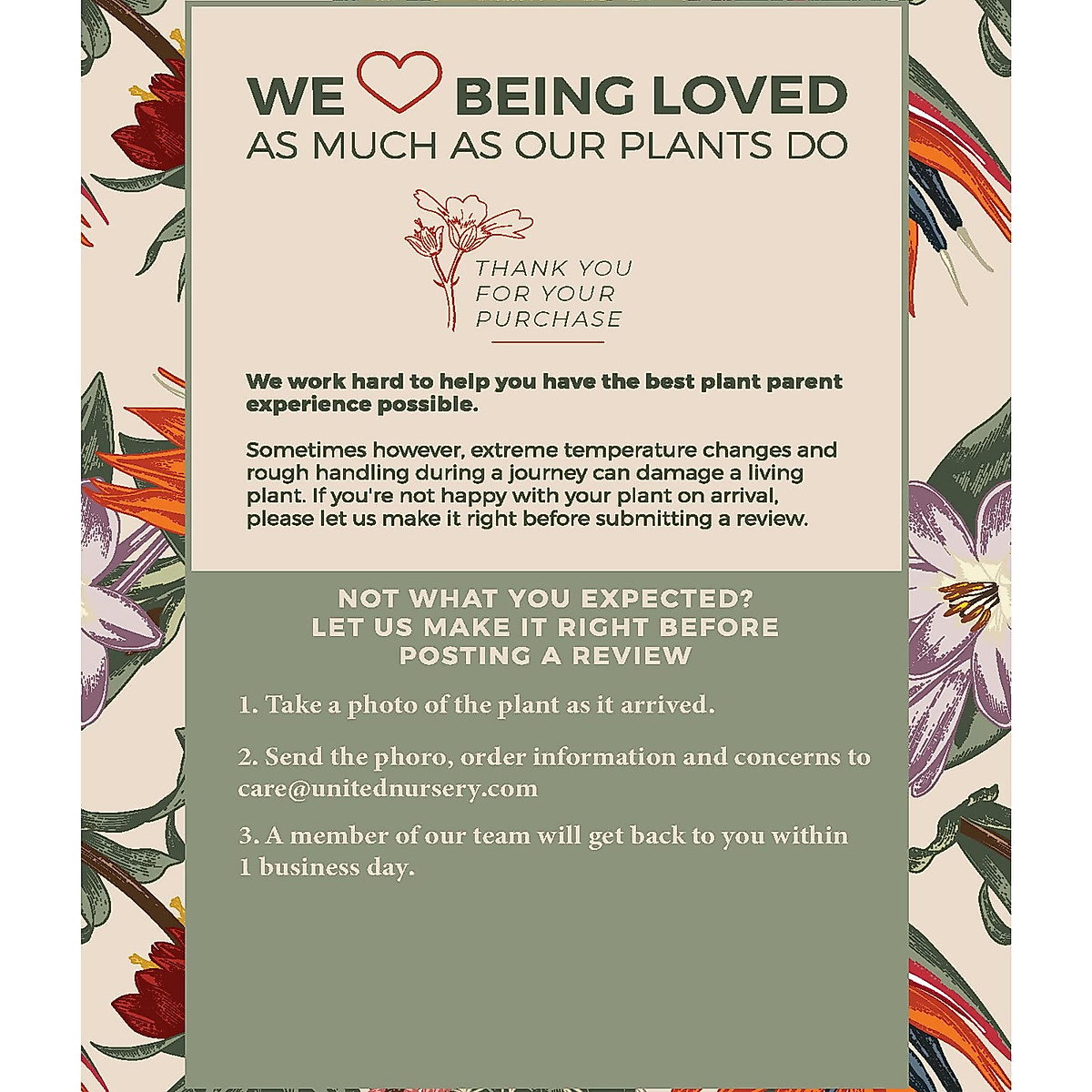 United Nursery Ponytail Palm Live Bonsai Plant, Elephants Foot Indoor Outdoor Easy Care, Low Maintenance House Plant in 6 inch Terracotta Décor Pot, Fresh from Our Farm