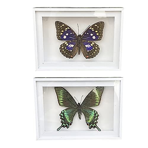CXUEMH 2 Pcs Framed Butterfly Real Butterfly Specimens Taxidermy Butterfly in Frame Insect Collection Home & Office Desktop Decor Craft Gift for Men Women (Color A)