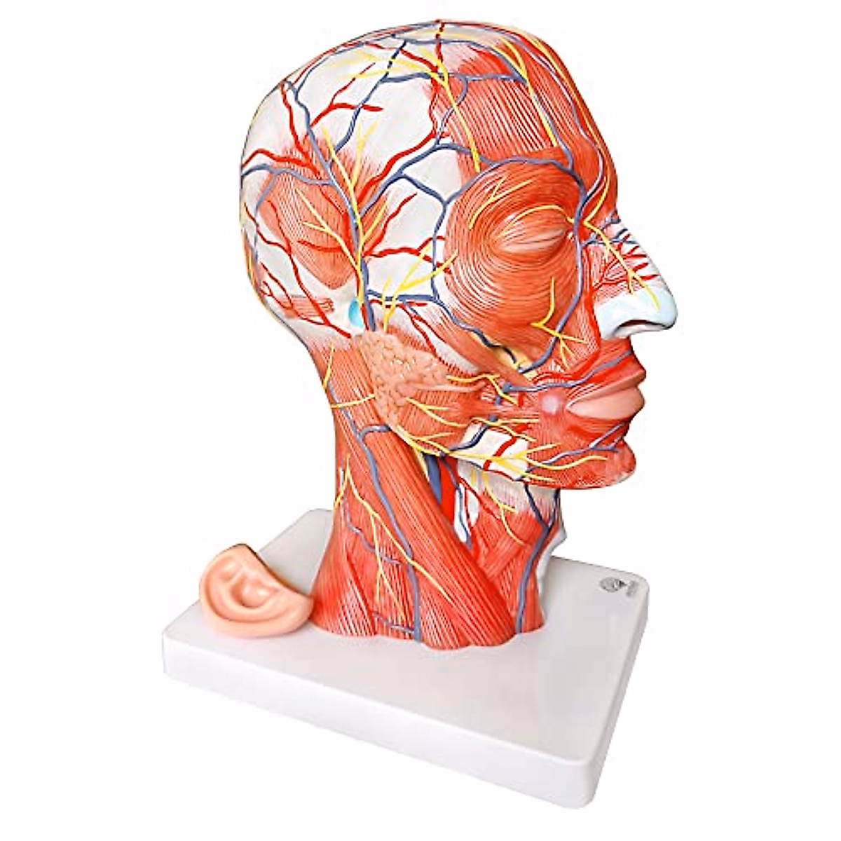 EVOTECH Human Half Head Superficial Neurovascular Model with Musculature, Life Size Anatomical Head Model Skull and Brain for Medical Teaching Learning, Kids Learning Education Display Tool