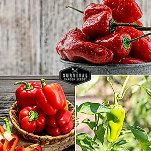 Survival Garden Seeds Sweet Pepper Collection Seed Vault - Non-GMO Heirloom Seeds for Planting - California Wonder Bell, Marconi Red, Cubanelle, Chocolate Beauty, and Big Red Peppers