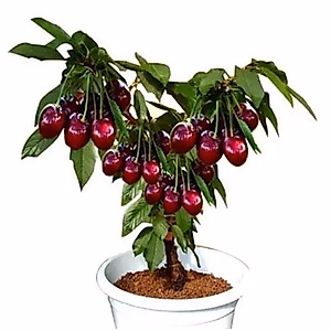 Black Cherry Fruit Tree Live Plant Seeding, 15-17inch Height -Prunus serotina, Great for Home and Garden Yards Planting