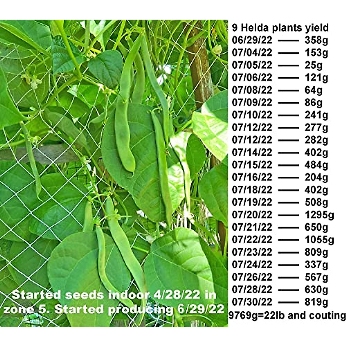 Special! Pole Bean Seeds for Planting Vegetables and Fruits-Chinese Green Bean Seeds 扁豆芸豆.French/Romano Pole Beans.Non GMO Garden Seeds for Home Vegetable Garden-30ct Helda Bean,15g
