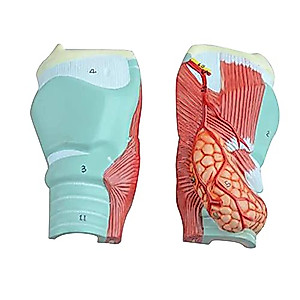 Professional Magnified Human Larynx Joint Simulation Model Medical Anatomy Type:YR-H-XC-301