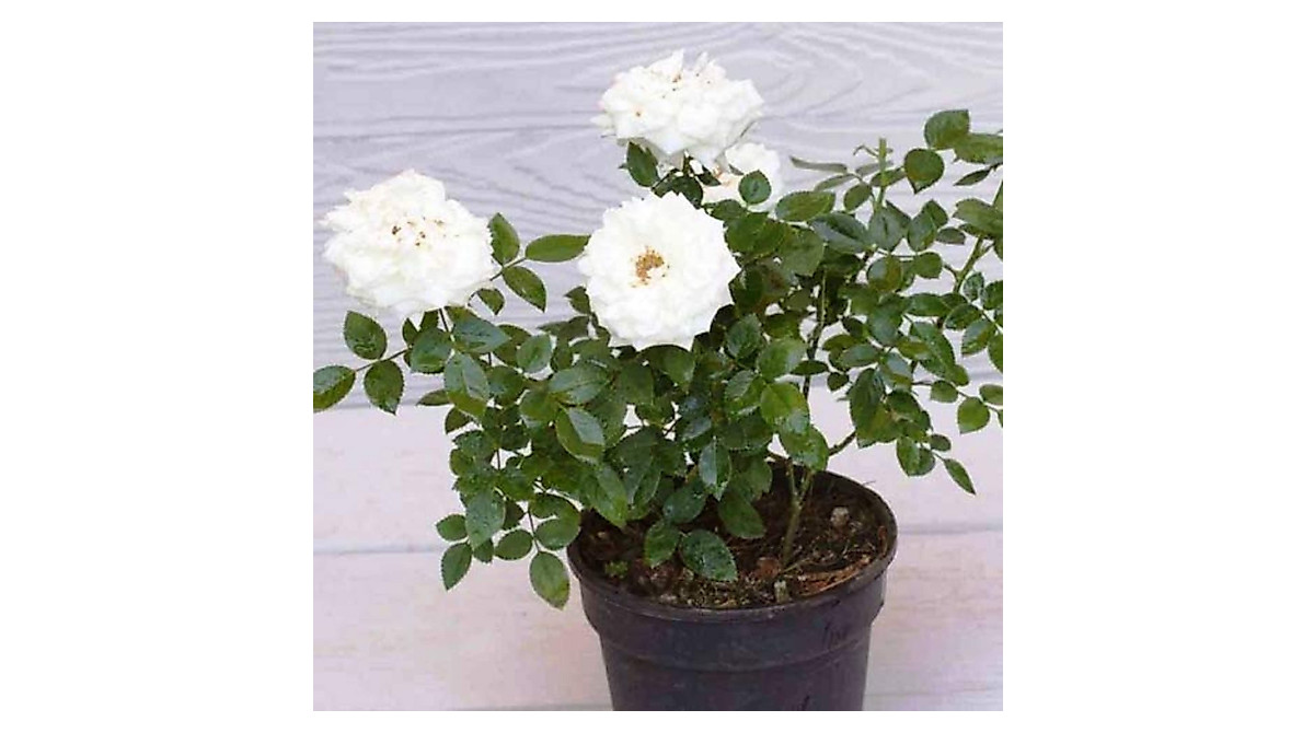 CHUXAY GARDEN Miniature White Rose Seeds - Hardy and Versatile