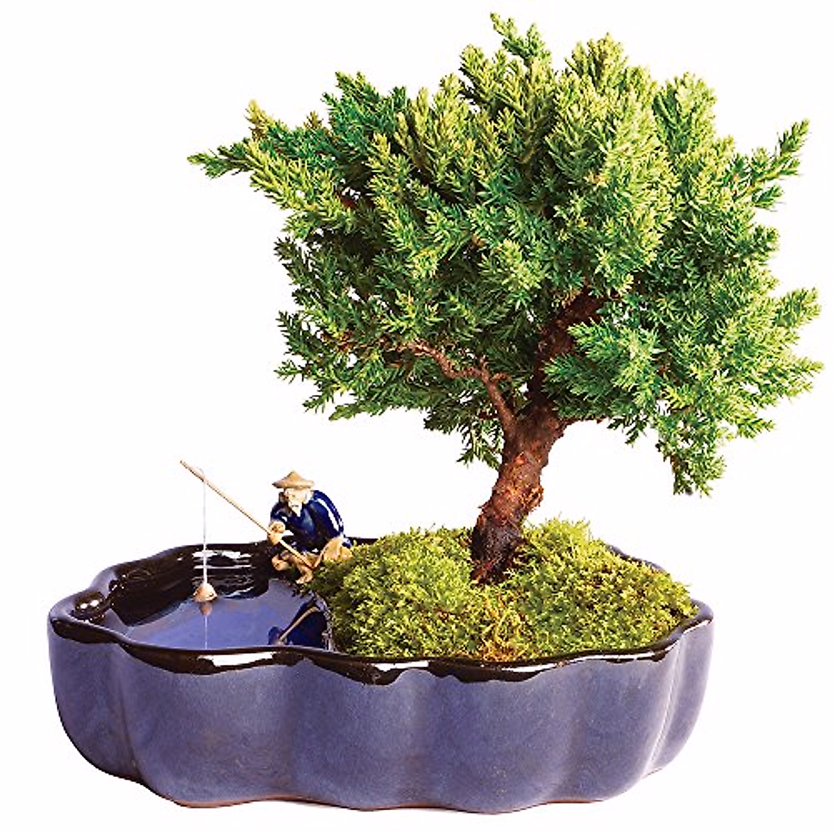 Brussel's Live Green Mound Juniper Outdoor Bonsai Tree in Zen Reflections Pot - 3 Years Old; 6" to 8" Tall - Not Sold in California