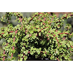 Trailing Elephant Bush Succulents, Hanging Plants Live Succulents Plants Live Houseplants, Hanging Planter Basket, Mini Succulents Live Plants Indoor Plants in Plant Basket by Plants for Pets