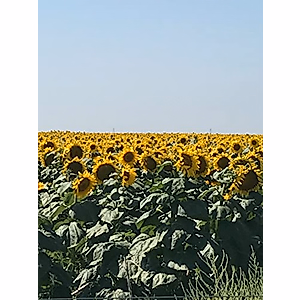 KNWBLE GRWN from Field to Feeder Wild Bird Black Oil Sunflower Seed Bird Food - 25 lbs