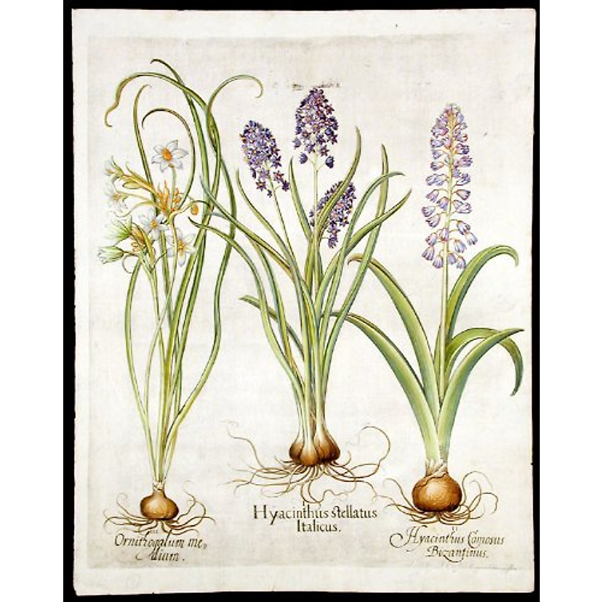 [Italian squill] Hyacinthus stellatus Italicus; [Belleval's hyacinth] Hyacinthus Comosus Bizantinus; [Star-of-Bethlehem] Ornithogalum medium