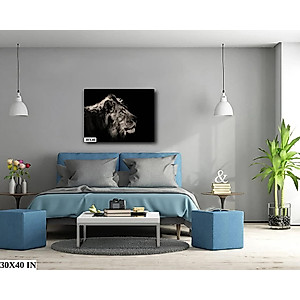 Lion (Panthera leo) - Print/Canvas/Acrylic/Metal (Print Only, 11x14 Inches)