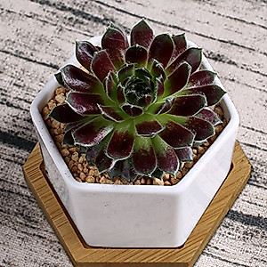 OAMCEG 6 Pack Succulent Plant Pots 2.75 inch Mini Succulent Planter, Set of 6 White Ceramic Succulent Cactus Planter Pots with Bamboo Tray (Plants NOT Included)
