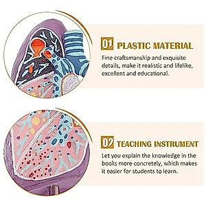 Anatomy Model Human Lung Model Human Pathological Lung Teaching Model, Internal Organs Champion Surgery, for Medical Demonstration Organs Model
