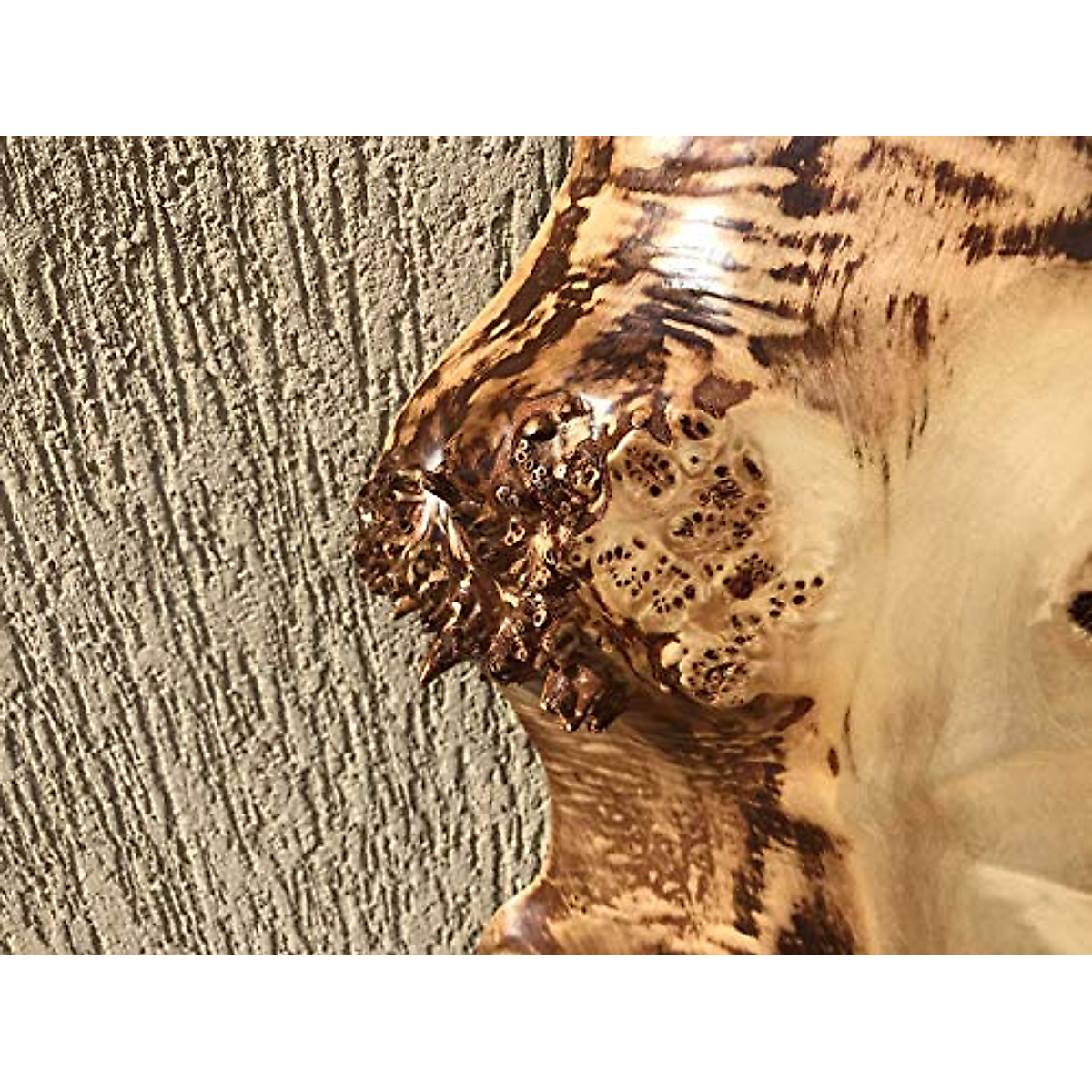 Table top from poplar burl slab, live edge table top, poplar burl, slab burl