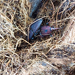 HEDO Red Palm Weevil Bucket Trap with Lure (Rhynchophorus ferrugineus) Pack of 5 to Control Damage in Coconut