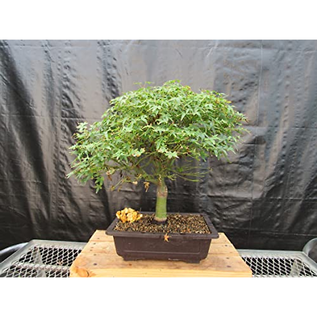 48 Year Old Dwarf Japanese Maple Bonsai Tree