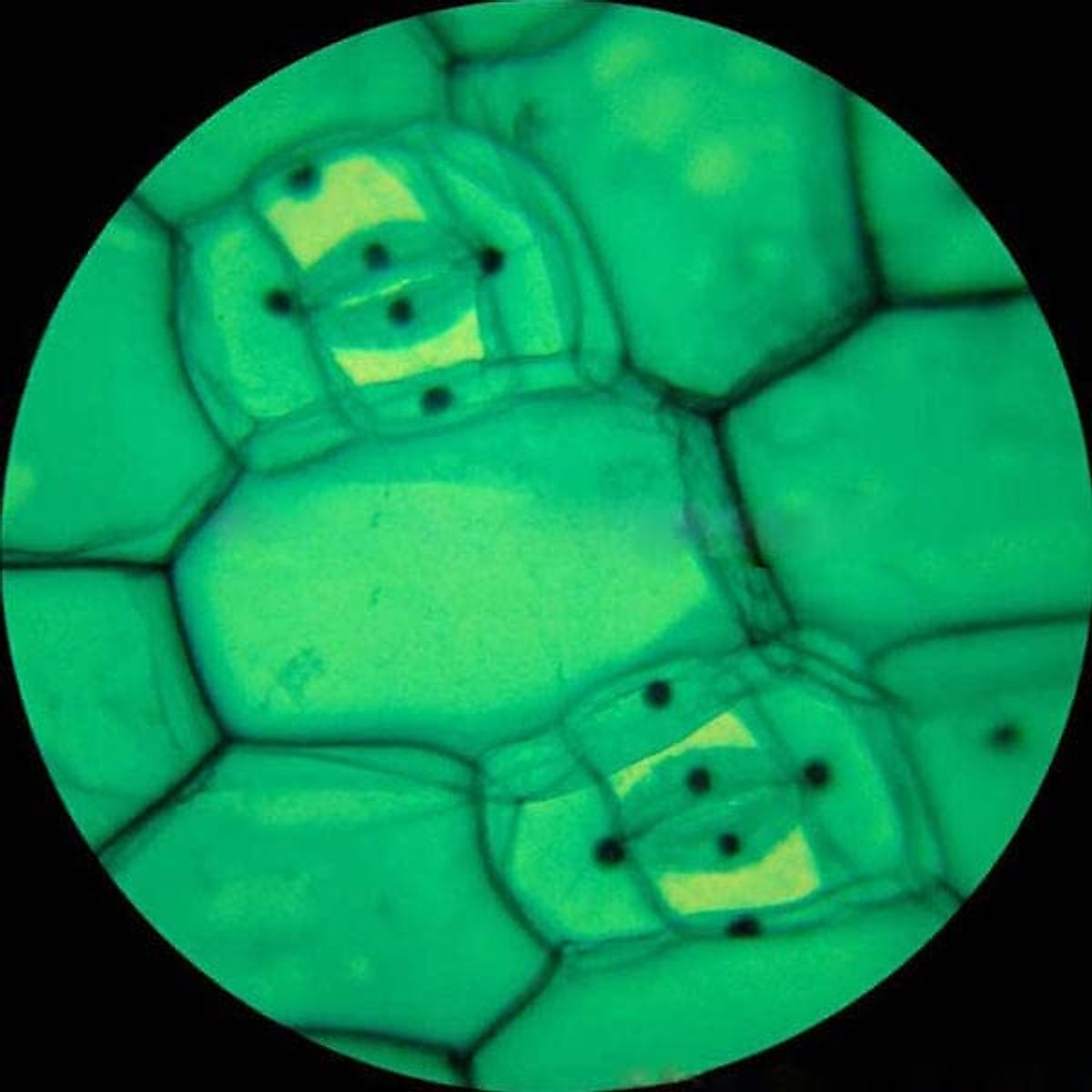 AmScope M200B-MS-LED Cordless Compound Monocular Microscope, WF10x and WF20x Eyepieces, 40x-800x Magnification, LED Illumination, Brightfield, Single-Lens Condenser, Coarse and Fine Focus, Mechanical Stage, 110V or Cordless Operation