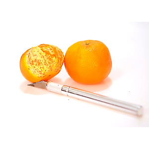 Nules Clementine Starter Plant. Citrus Clementina. 3" - 5"