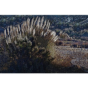 Pampas Grass At Sunset