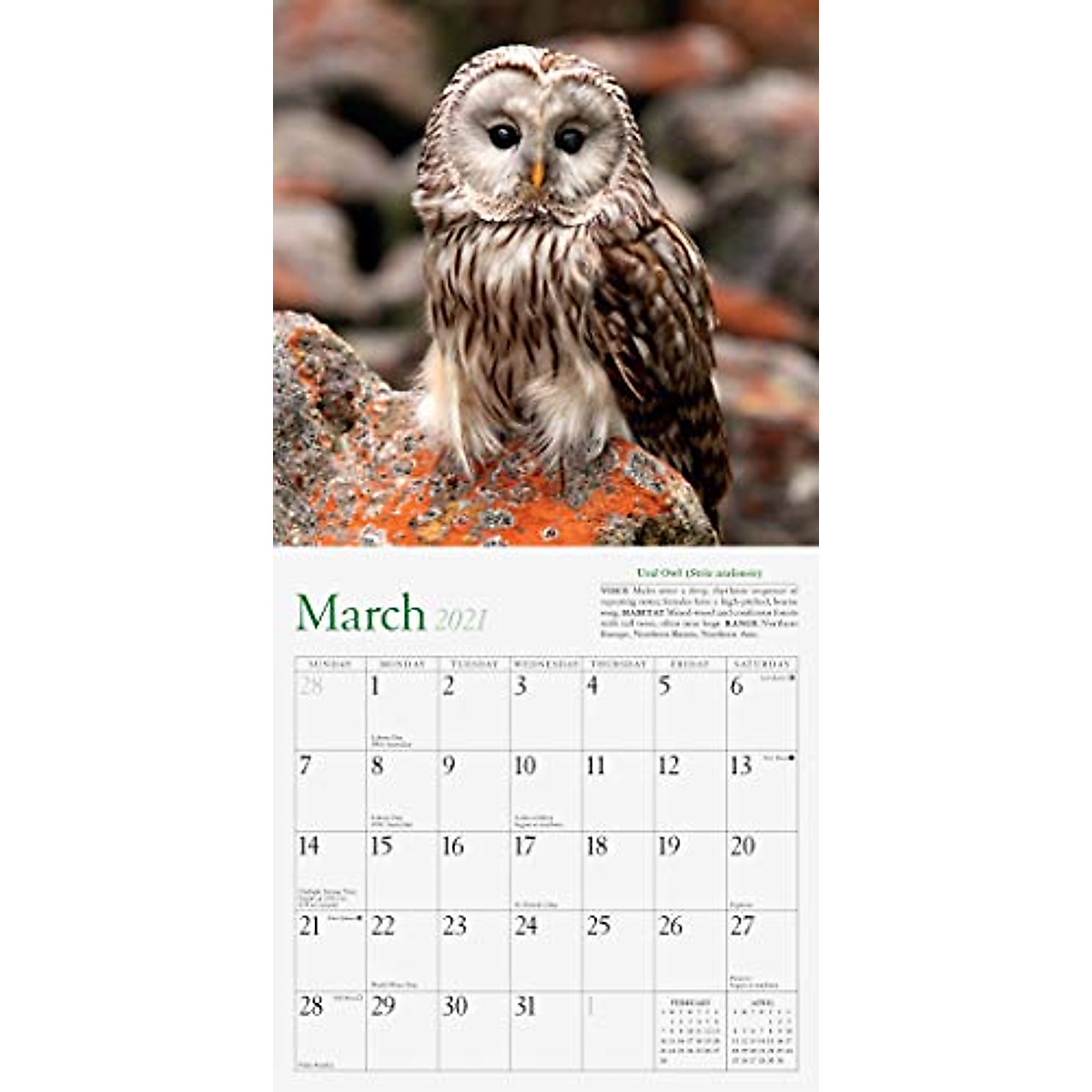 Audubon Little Owls Mini Wall Calendar 2021
