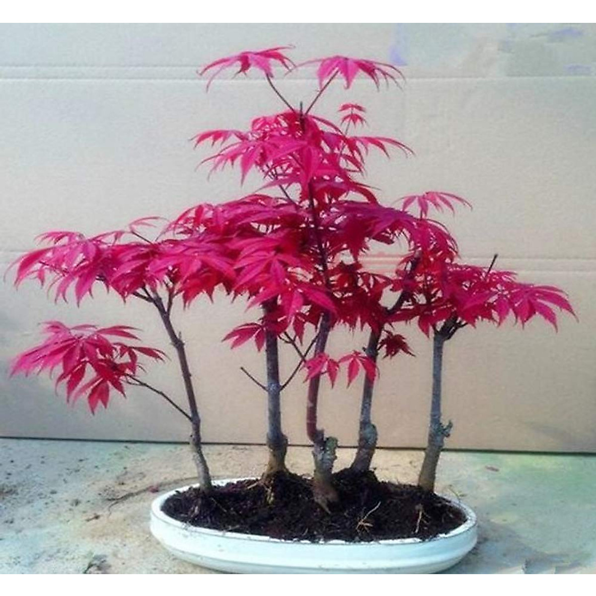 20+ Red Japanese Maple Tree Seeds Bonsai Acer palmatum Small Leaf
