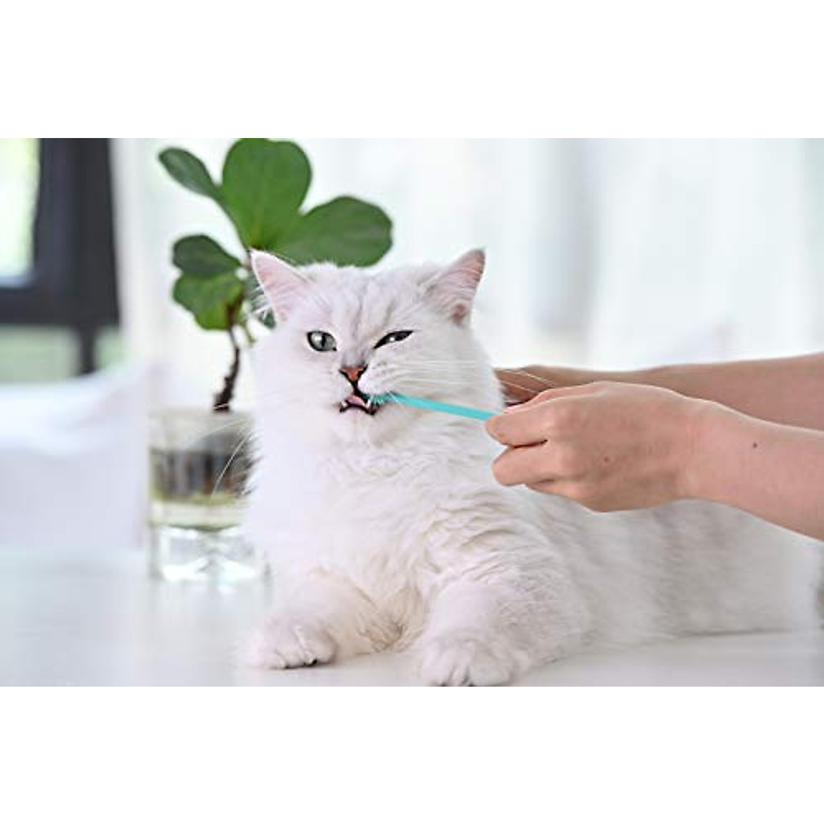 Soft Cat Toothbrush with 360-degree Head | Safe, Effective and Deep Pet Teeth Cleaning | Brush Away Bad Breath | Food Grade Silicone (2 Pack, Mint Green, Rose Pink)