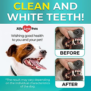 Dental Cleaning Powder ✿ Plaque Off Powder Dog ✿ Dog Teeth Cleaning Powder ✿ Plaque Remover for Teeth Dog ✿ Dog Dental Powder ✿ Dental Powder for Dogs Teeth ✿ Dog Tartar Remover for Teeth ✿ 100 G